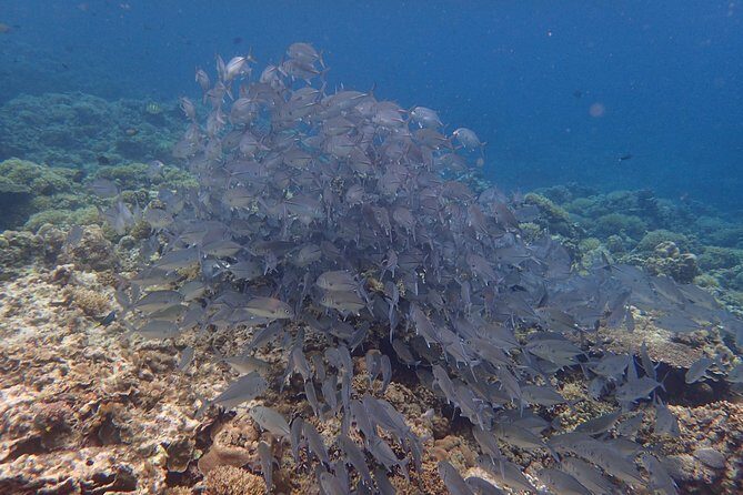 Anilao Snorkel Safari: Explore the Amazing Underwater World - Authentic Insights from Travelers