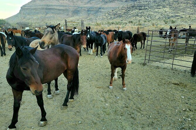 Animal Petting and Sunset Hike in Las Vegas - Final Thoughts
