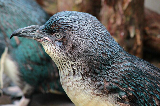Animals of Aotearoa Wellington Zoo Tour - An In-Depth Look at the Wellington Zoo Animals of Aotearoa Tour