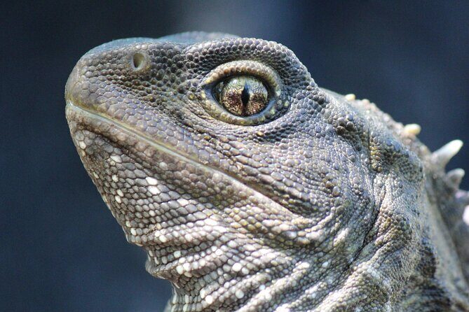 Animals of Aotearoa Wellington Zoo Tour - Who Should Consider This Tour