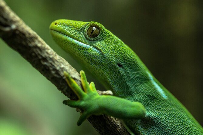 Animals of Aotearoa Wellington Zoo Tour - FAQs