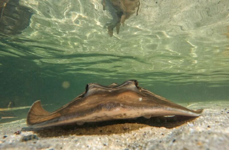 Anna Bay: Irukandji Entry + Coastal Currents Snorkel - An Overview of the Experience