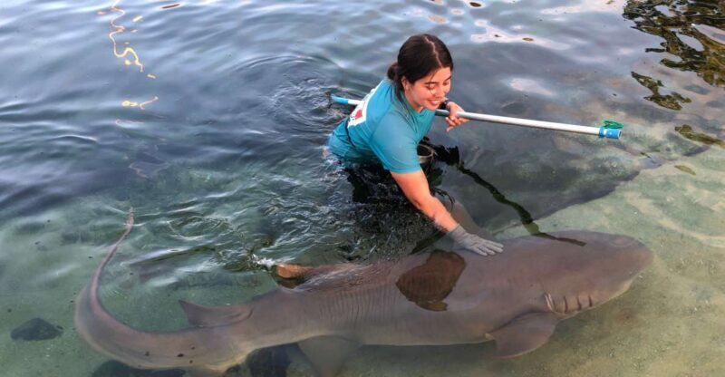 Anna Bay: Irukandji Entry Pass with Reef Shark Encounter - Key Points