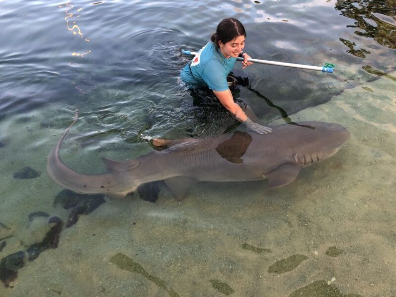 Anna Bay: Irukandji Entry Pass with Reef Shark Encounter - What Travelers Can Expect