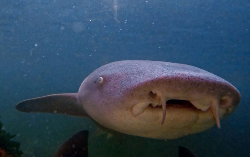 Anna Bay: Irukandji Entry Pass with Reef Shark Snorkel - In Summary