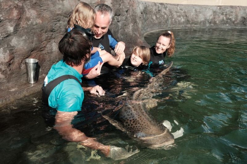 Anna Bay: Irukandji Entry Pass with Zebra Shark Encounter - Key Points