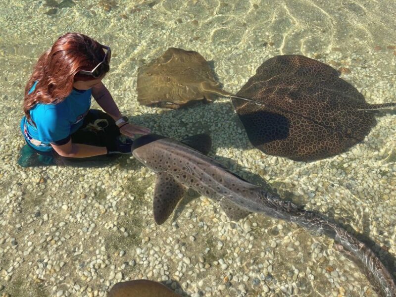 Anna Bay: Irukandji Entry Pass with Zebra Shark Encounter - Final Thoughts