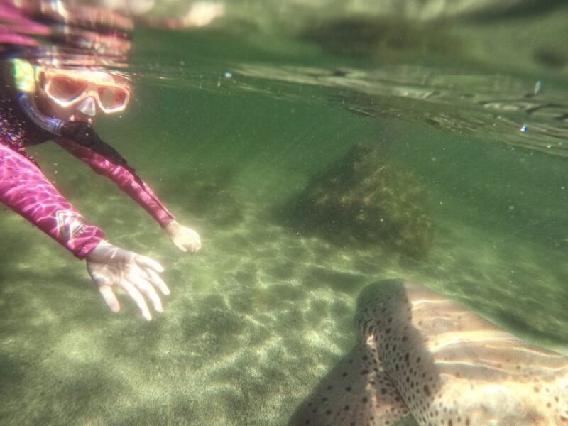 Anna Bay: Irukandji Entry with Zebra Shark Snorkel - Itinerary Breakdown: What to Expect