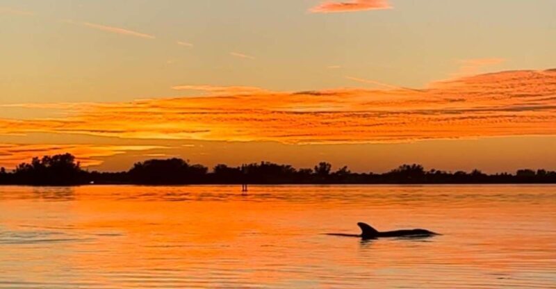 Anna Maria Island and Bradenton: Sunset Kayak Dolphin Tour - A Hands-On Look at the Anna Maria Island and Bradenton Sunset Kayak Dolphin Tour