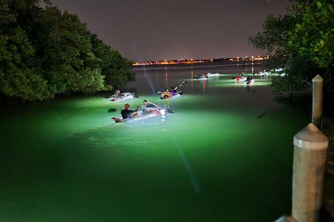 Anna Maria Island - Clear Kayak LED Night Glass Bottom Tour - The Wildlife and Underwater Views: What You Might See