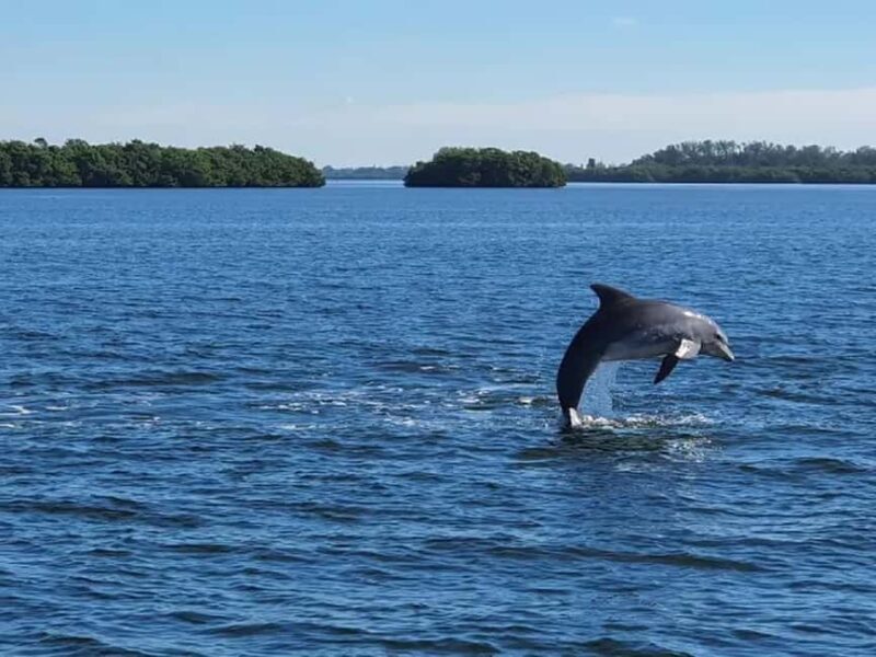 Anna Maria Island: Dolphin Cruise - A Close-Up Look at Anna Maria Island’s Dolphin Cruise