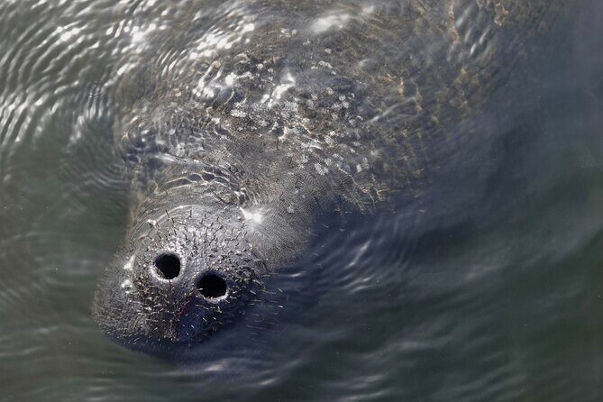 Anna Maria Island Dolphins & Beginners Snorkeling Adventure 4Hrs - The Value and Who Should Consider This Tour