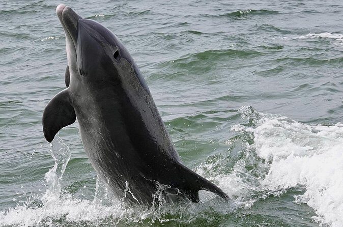 Anna Maria Island Dolphins & Beginners Snorkeling Adventure 4Hrs - Who Will Love This Tour?