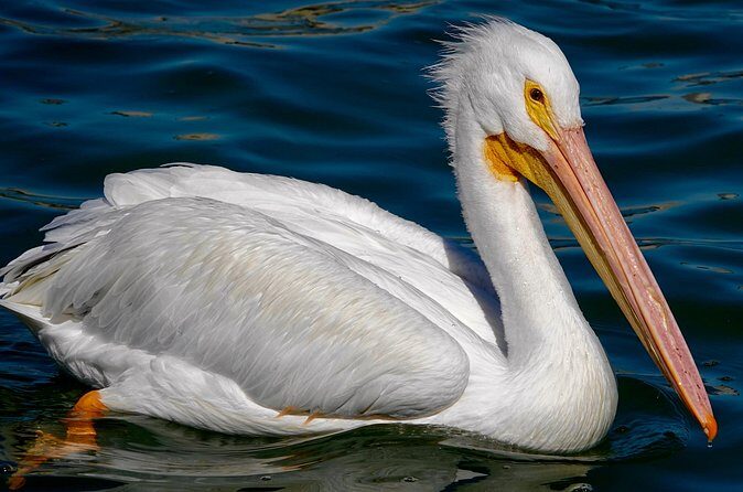 Anna Maria Island Dolphins & Beginners Snorkeling Adventure 4Hrs - Frequently Asked Questions