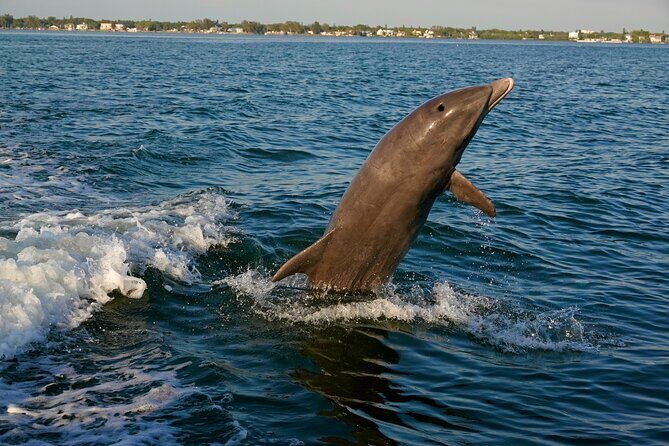 Anna Maria Island Dolphins & Beginners Snorkeling Adventure 4Hrs - Final Thoughts