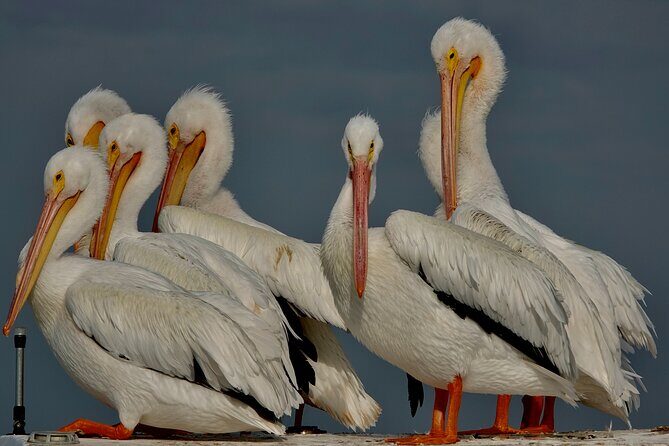 Anna Maria Island Sunset and Dolphin Tour - The Value of a Private Tour