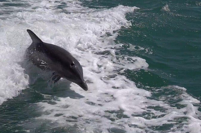 Anna Maria Island Sunset and Dolphin Tour - The Sum Up