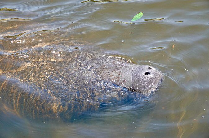 Anna Maria Island Sunset and Dolphin Tour - Frequently Asked Questions