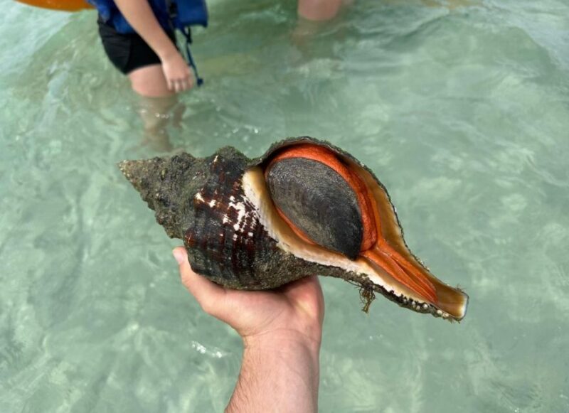 Anna Maria Island: The Island Kayak Tour - The Practicalities: What You Need to Know