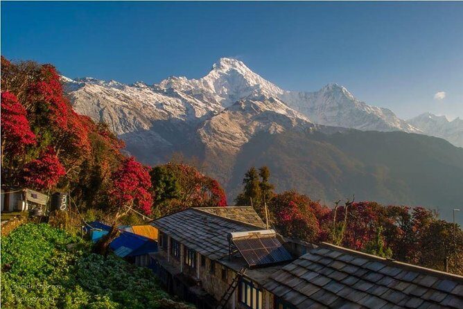 Annapurna Base Camp Trek and Chitwan Excursion - An In-Depth Look at the Tour Experience