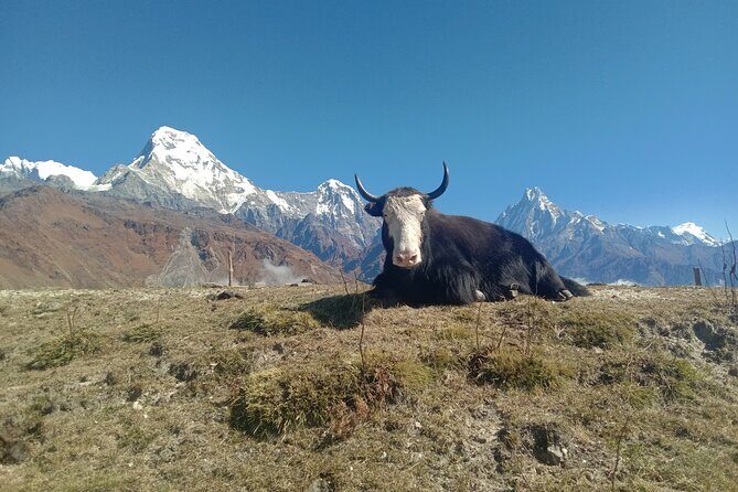 Annapurna View Trek - Authentic Reviews from Trekkers