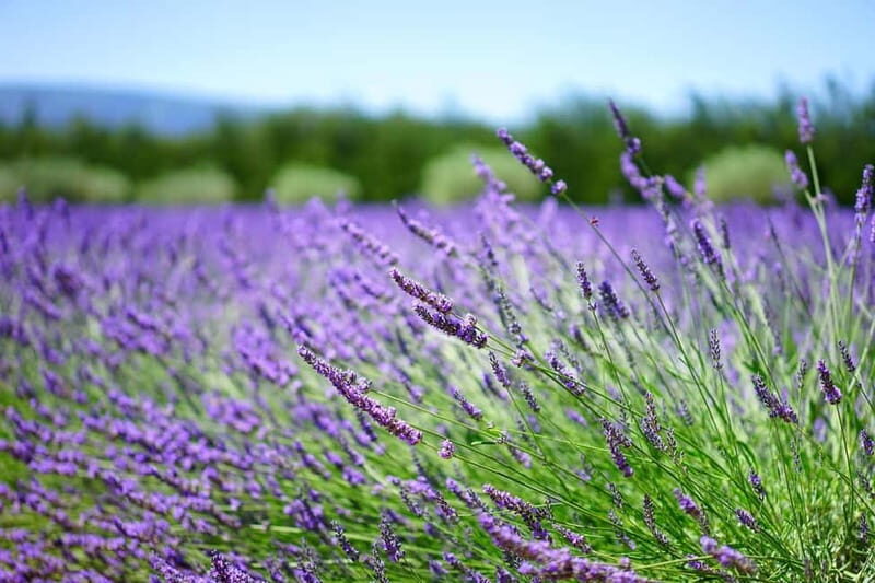 Antalya/Alanya: Lavender Fields, Rafting, Zipline & Quad - Practical Details & Tips for Enjoying the Tour