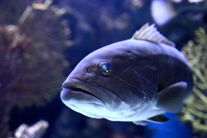 Antalya: Aquarium, Wax Museum, Snow World, Wild Park, XD Cinema - Introduction
