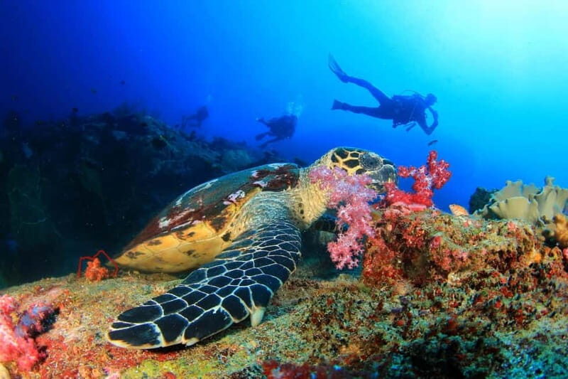 Antalya/Kemer: Scuba Diving Experience with 2 Dives & Lunch - What Could Be Better