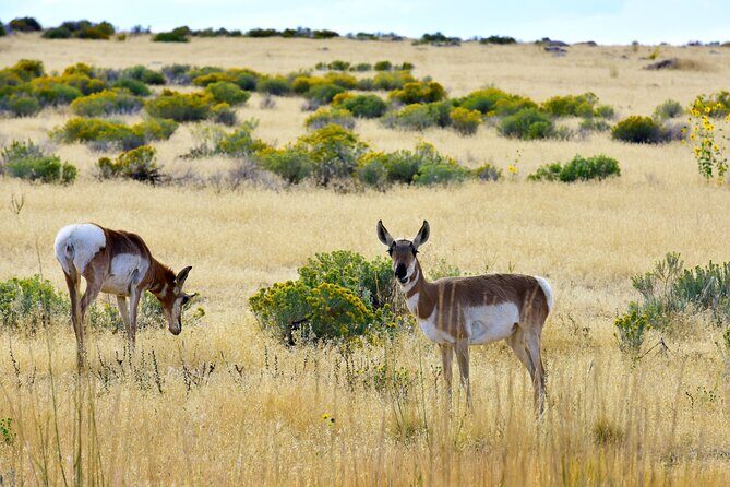 Antelope Island Sunset Wildlife Expedition Great Salt Lake Tour - Introducing the Tour: What It’s All About