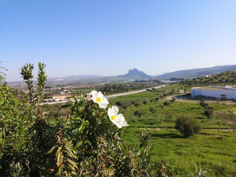 Antequera: Dolmens and El Torcal Tour with Transfer - Key Points