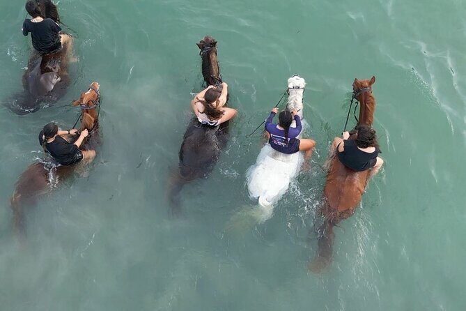 Antigua Horse Ride and Swim - What to Expect: The Details of Your Antigua Horseback Adventure