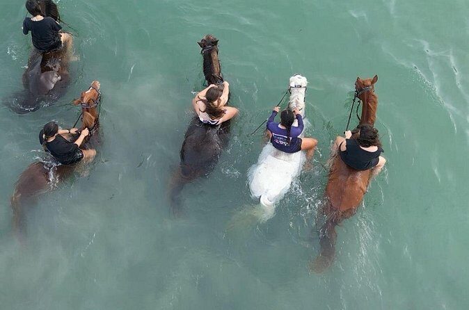 Antigua Horse Ride and Swim - Who Will Love It?