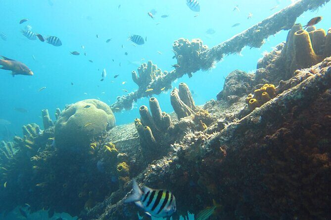 Antilla Shipwreck Seabob Tour - Authentic Perspectives from Travelers