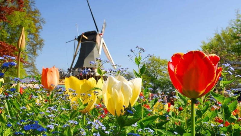 Antwerp: Full-day Holland Guided Keukenhof & Kinderdijk Tour - Visiting Keukenhof Gardens: A Floral Wonderland