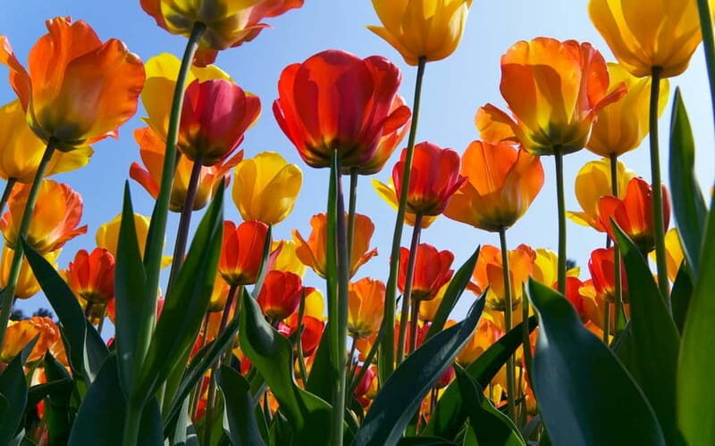 Antwerp: Full-day Holland Guided Keukenhof & Kinderdijk Tour - The Sum Up