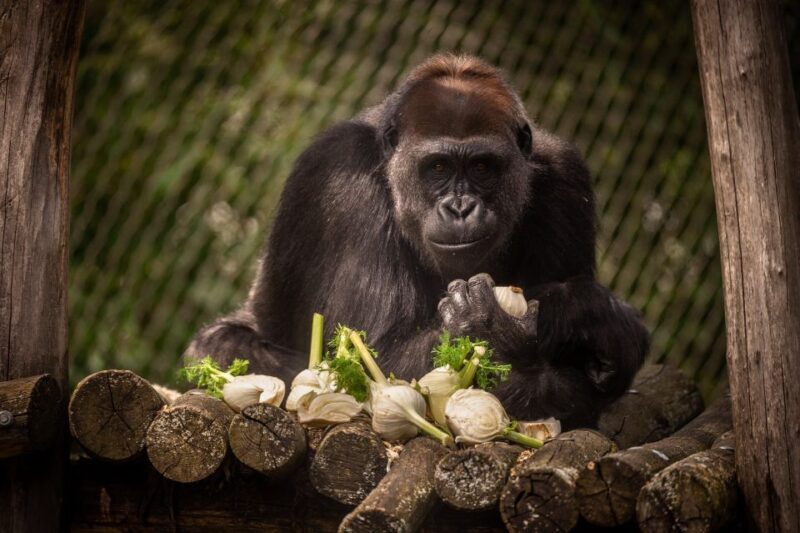 Antwerp: ZOO Entry Ticket - Antwerp: ZOO Entry Ticket — A Practical Guide for Animal Enthusiasts