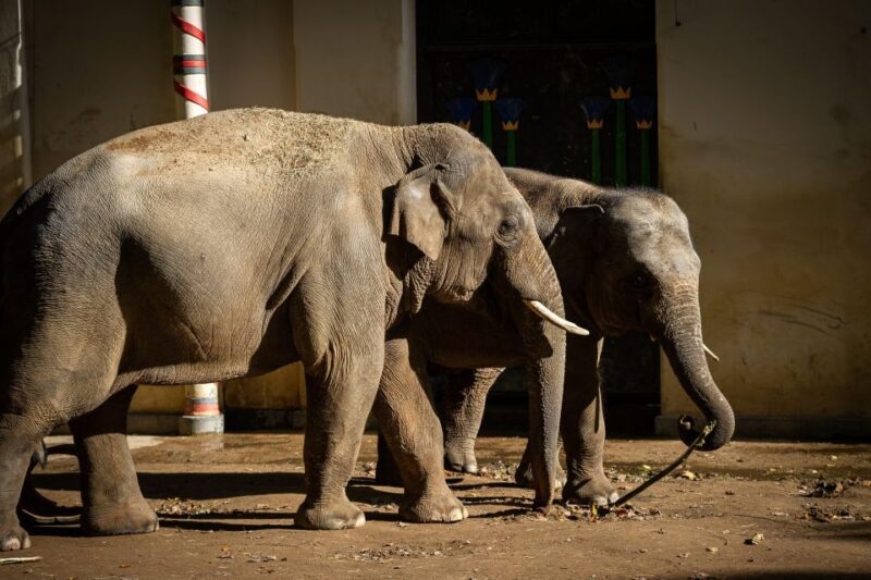 Antwerp: ZOO Entry Ticket - Key Points