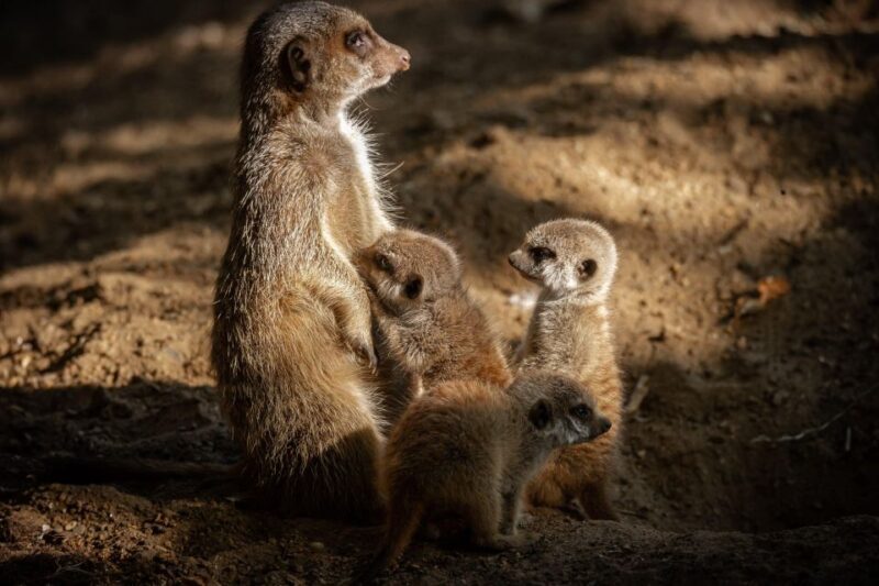 Antwerp: ZOO Entry Ticket - Authentic Experiences and Visitor Feedback