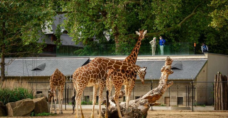 Antwerp: ZOO Entry Ticket - FAQs