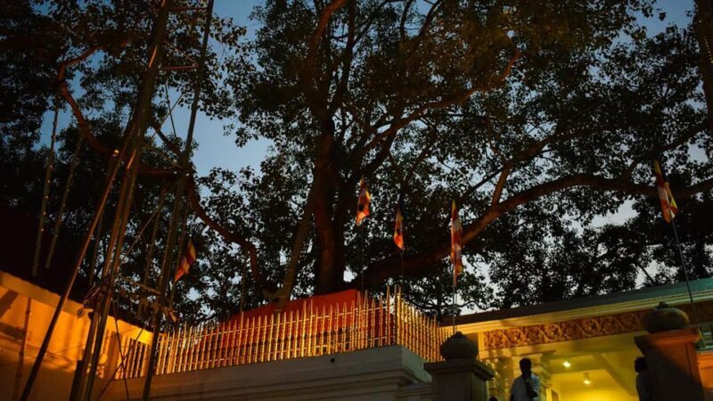 Anuradhapura & Aukana: Private Day Tour From Habarana - Who Should Consider This Tour?