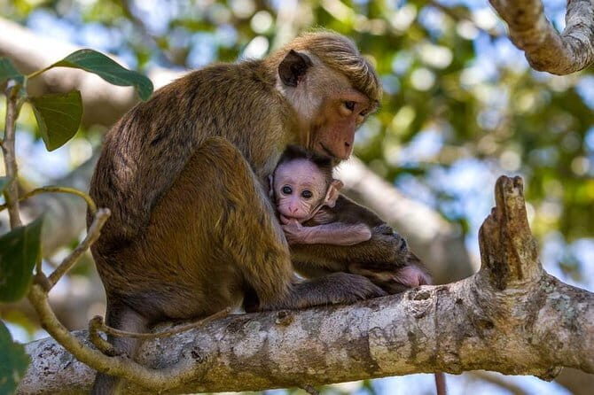 Anuradhapura: Full-Day Wilpattu National Park Private Safari - Discovering Wilpattu: What Makes This Safari Special