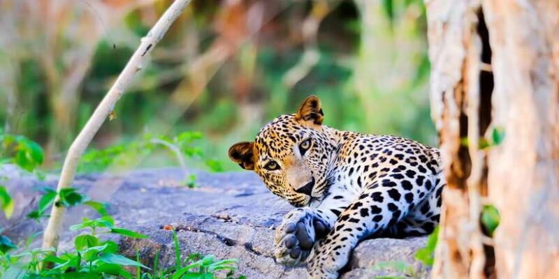Anuradhapura: Full-Day Wilpattu National Park Private Safari - Key Points