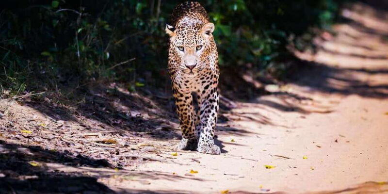 Anuradhapura: Full-Day Wilpattu National Park Private Safari - The Real Deal: Wildlife Viewing & Guides