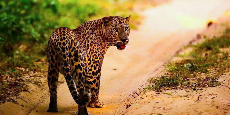 Anuradhapura: Full-Day Wilpattu National Park Private Safari - The Landscape & Its Allure