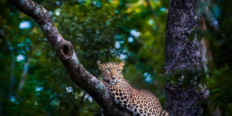 Anuradhapura: Full-Day Wilpattu National Park Private Safari - Who Will Appreciate This Tour?