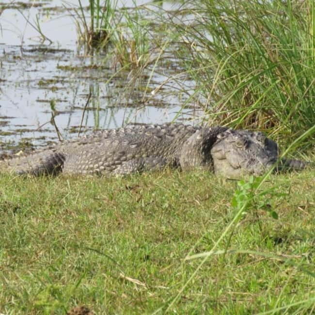 Anuradhapura: Full-Day Wilpattu National Park Private Safari - Summary