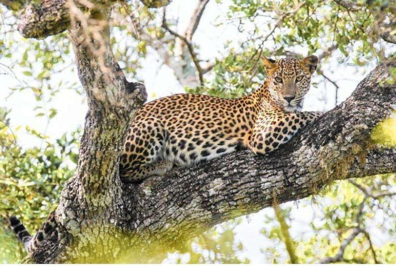 Anuradhapura: Morning or Evening Safari at Wilpattu -Private - A Closer Look at the Wilpattu Safari