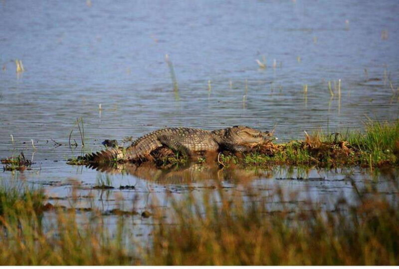 Anuradhapura: Morning or Evening Safari at Wilpattu -Private - Who Will Enjoy This Tour?