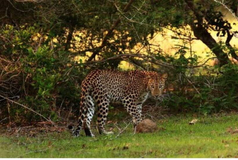 Anuradhapura: Morning or Evening Safari at Wilpattu -Private - Practical Tips for Travelers