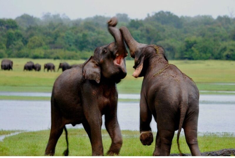 Anuradhapura: Morning or Evening Safari at Wilpattu -Private - Final Thoughts